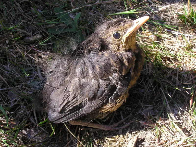 Fledgling bird store